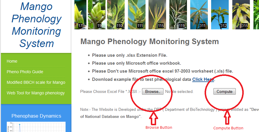 Mango Phenology Monitoring System