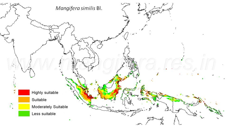 Mangifera similis Bl.